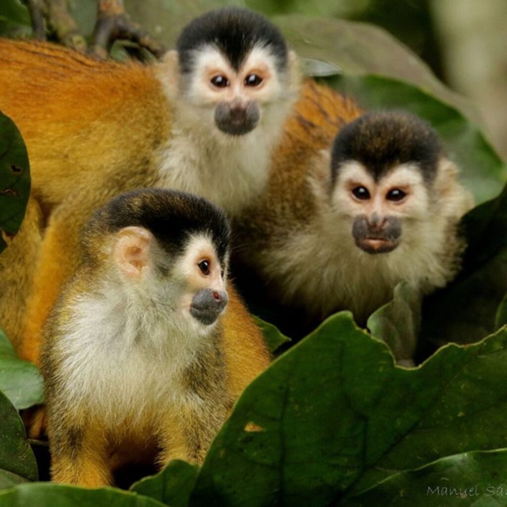 Plant a Tree for The Tití Monkey, in Península de Osa, Costa Rica ...