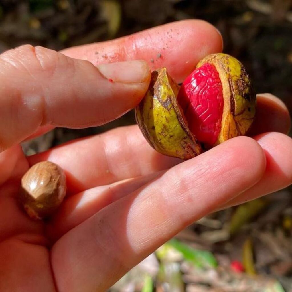 Plant a Tree for The Tití Monkey, in Península de Osa, Costa Rica ...