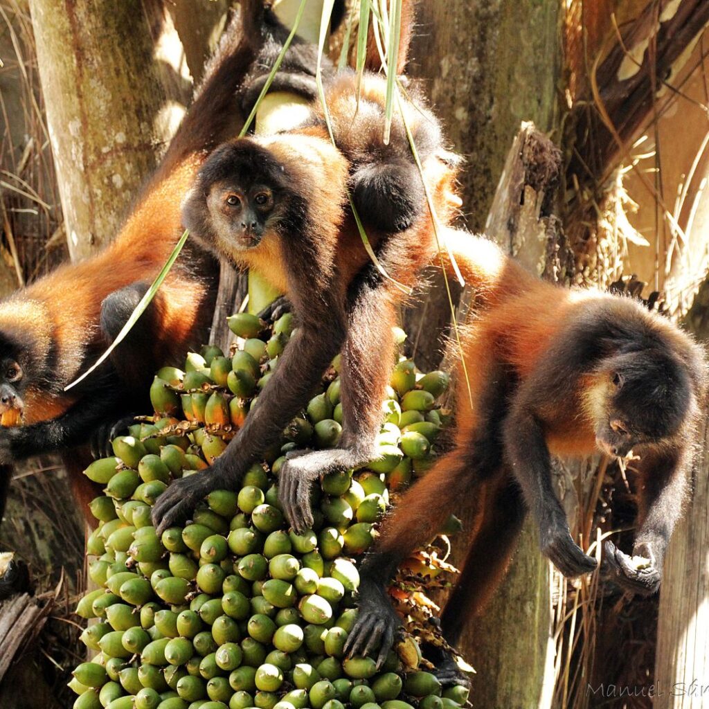 Plant a Tree for The Tití Monkey, in Península de Osa, Costa Rica ...